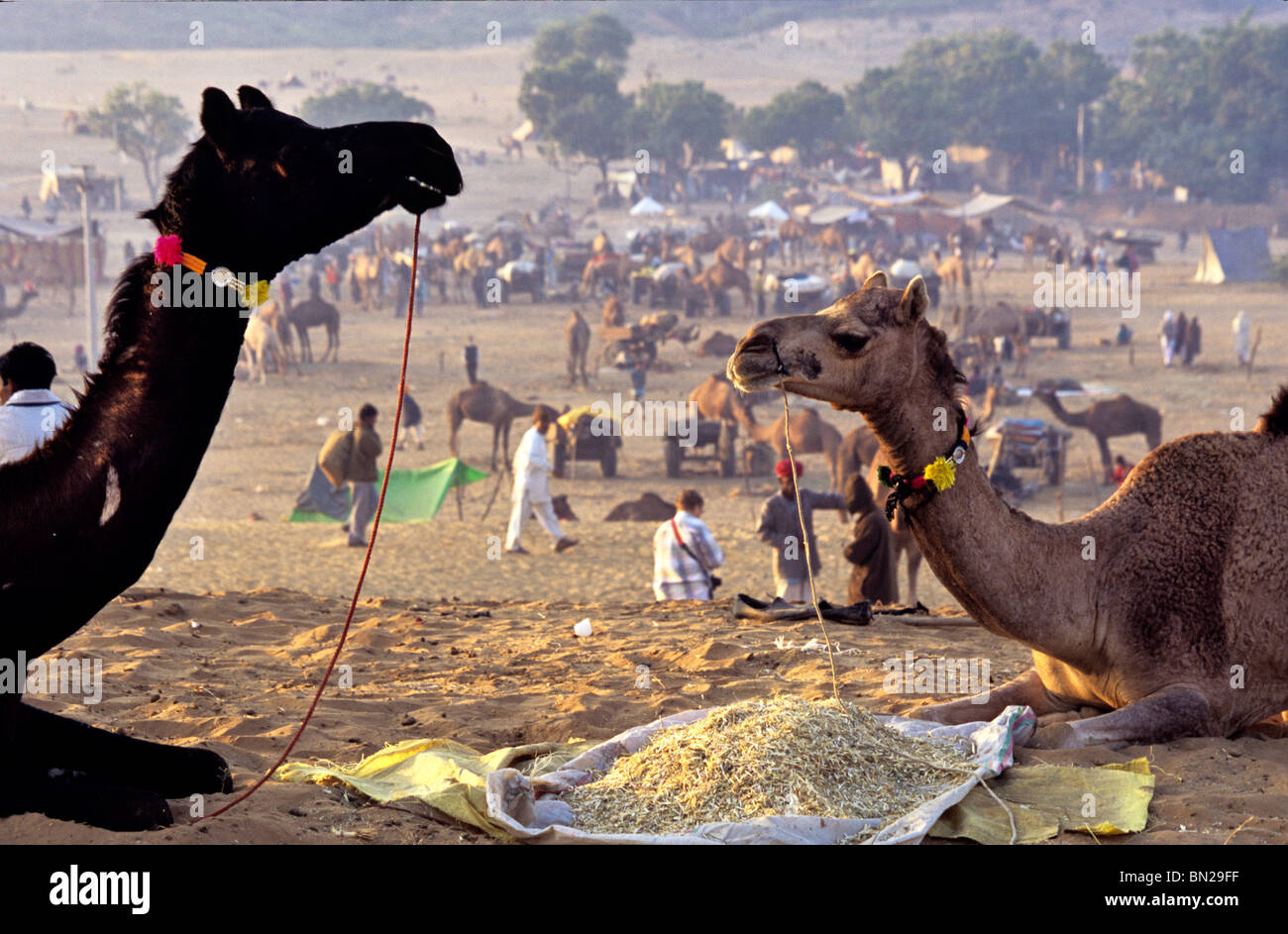 Thousands of Rajput pilgrims and their camels camp in the desert at ...