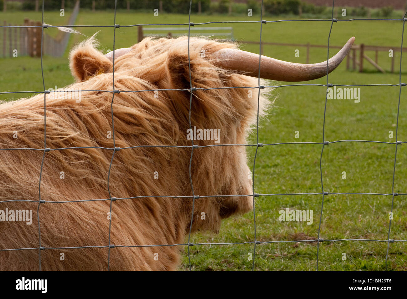 Highland cow in a field windy at playdale farm hi-res stock photography ...