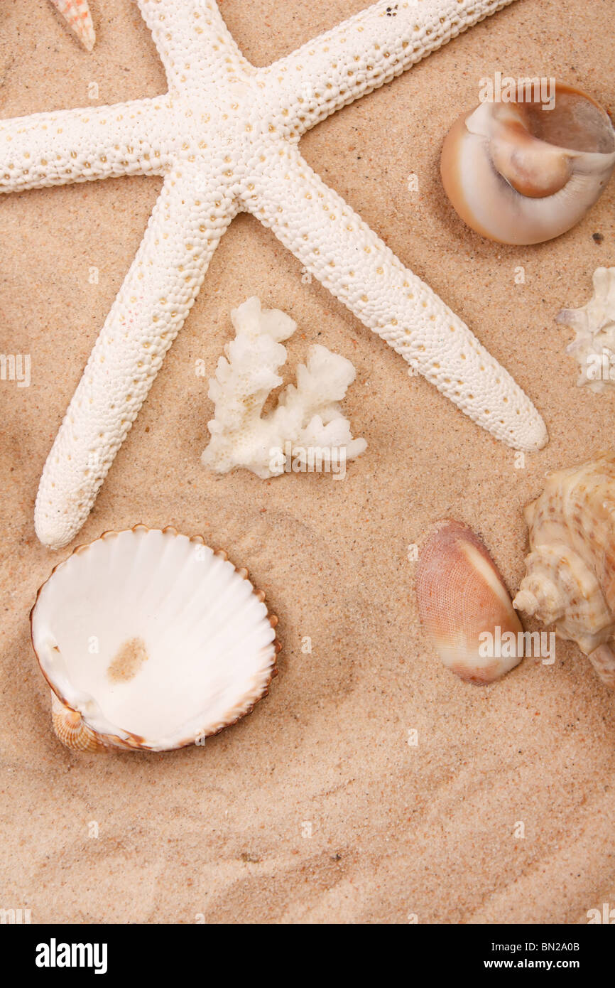 shells on the beach Stock Photo - Alamy