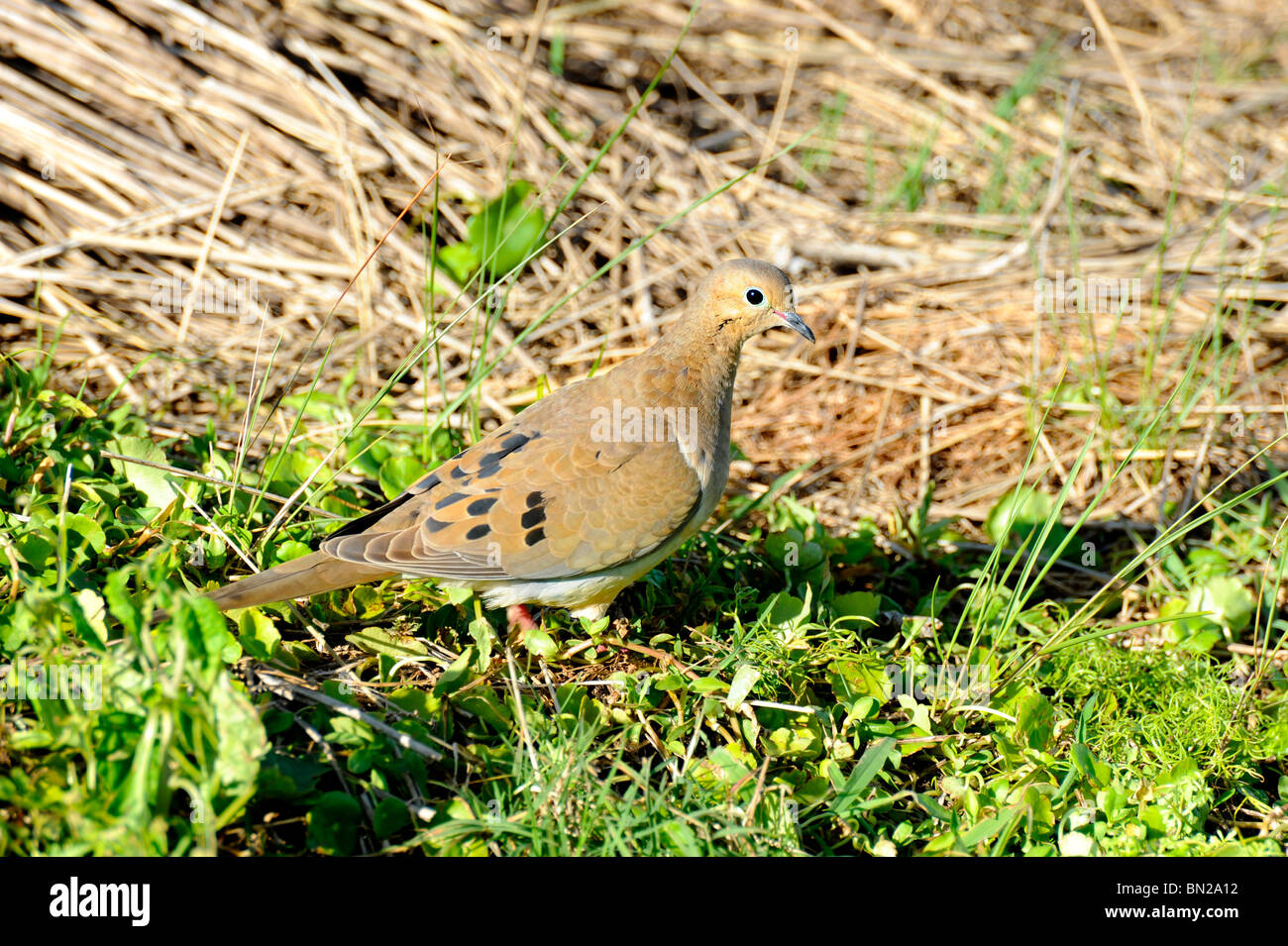 Mourning Dove Lake Wales Florida Stock Photo - Alamy