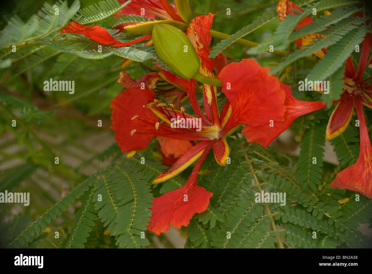 tree with red flowers Stock Photo - Alamy