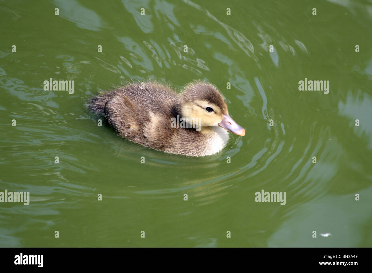 Duckling swimming in a pond Stock Photo - Alamy