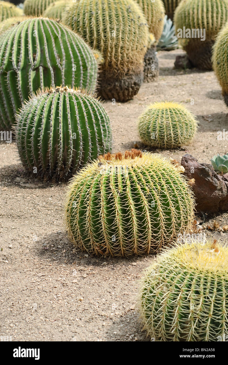 Echinocactus grusonii or Golden Barrel cactus is a well known species ...