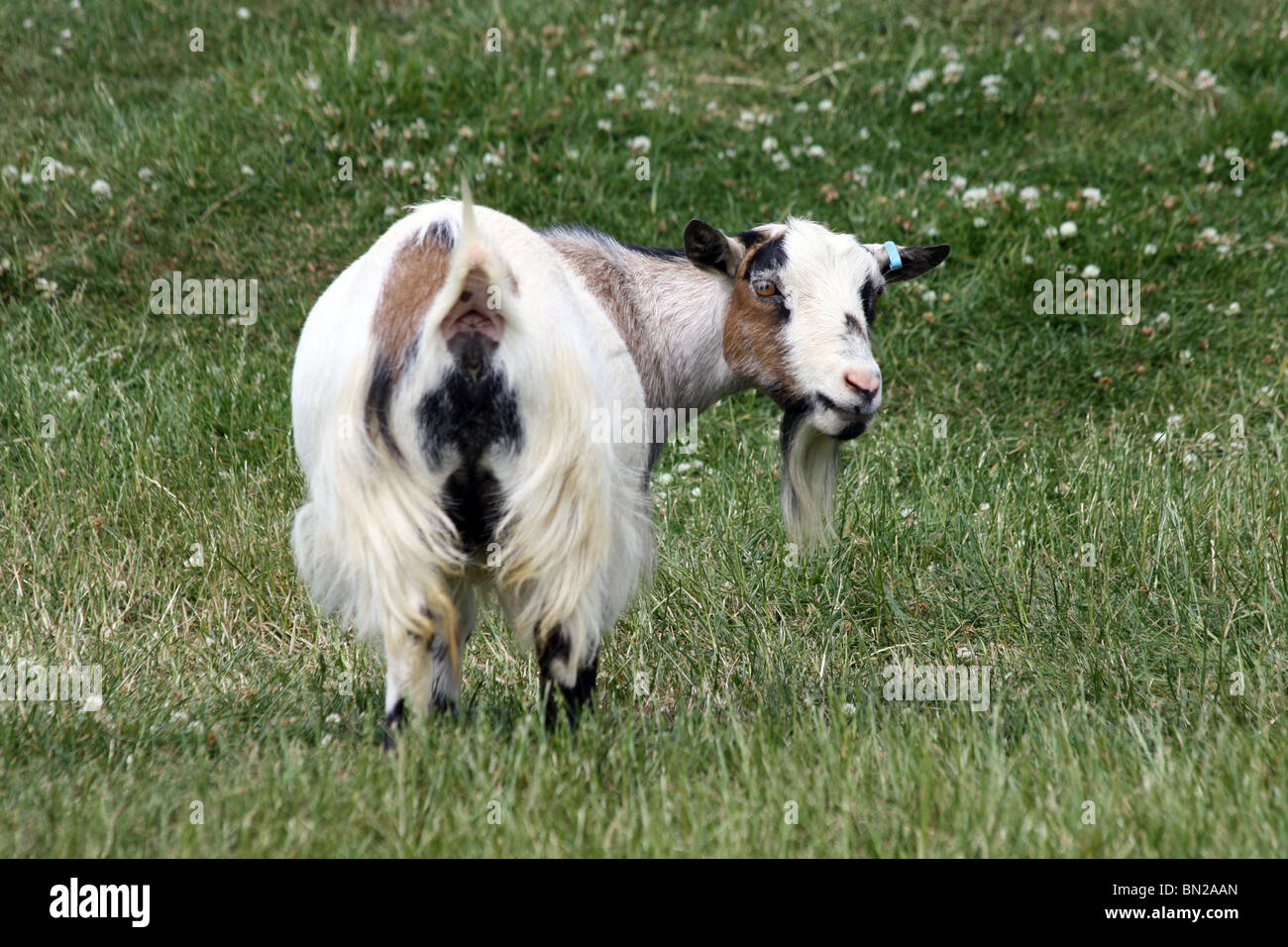 Pygmy Goat looking backwards Stock Photo - Alamy