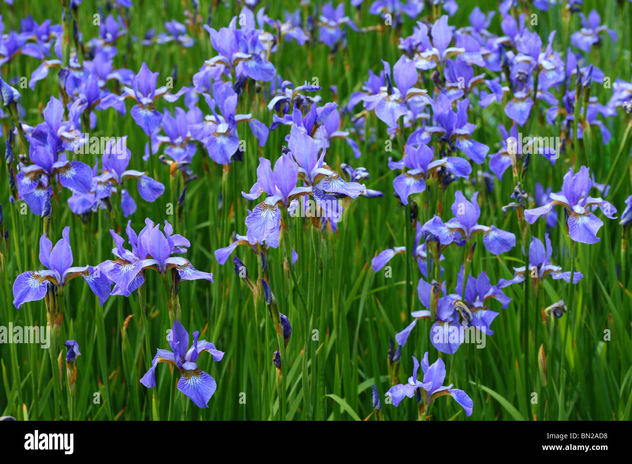 Blue siberian wild iris flowers Iris siberica Stock Photo - Alamy