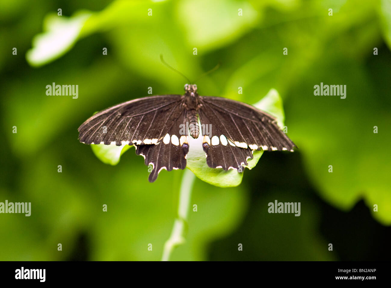 Golders Hill Park , butterfly Papilio Polytes or Common Mormon ...