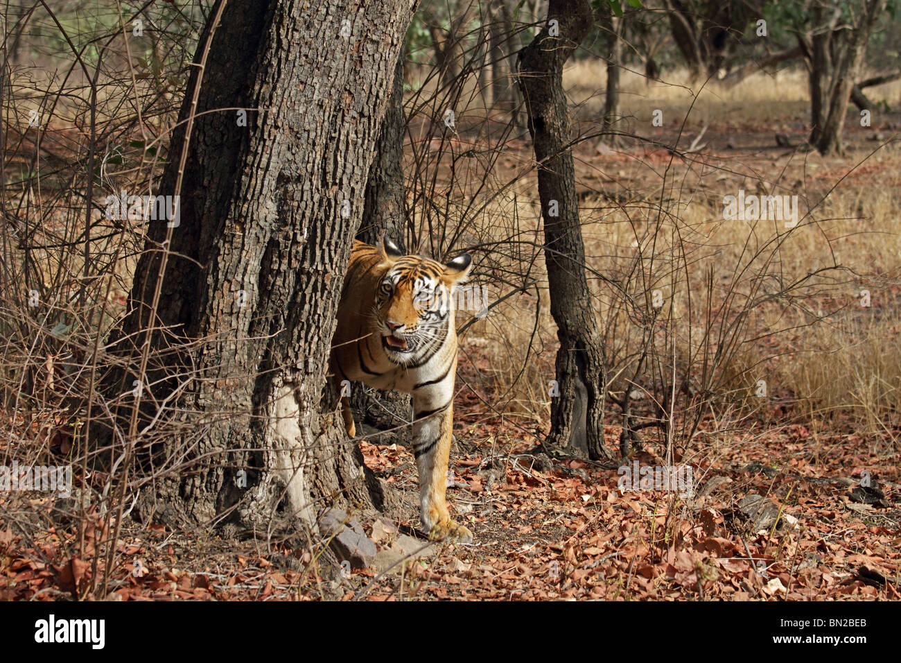 Cat hiding behind tree hi-res stock photography and images - Alamy