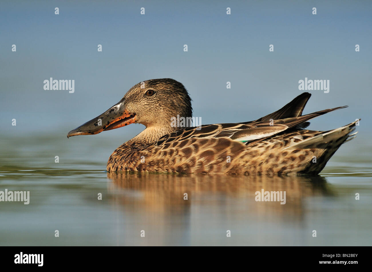 A female Northern Shoveler (Anas clypeata) in eclipse plumage Stock ...