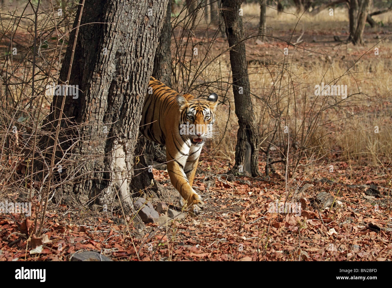 Tiger coming out from behind a tree in Ranthambhore National Park ...