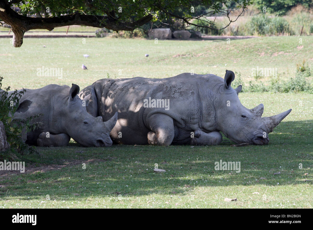 Rare white rhinos hi-res stock photography and images - Alamy