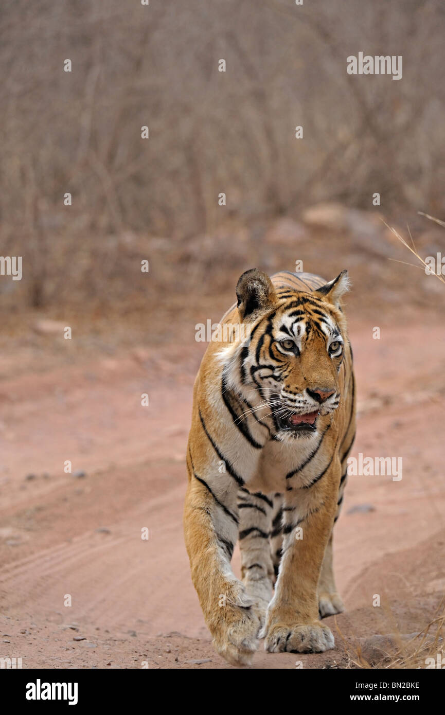 Tiger approach approaching hi-res stock photography and images - Alamy