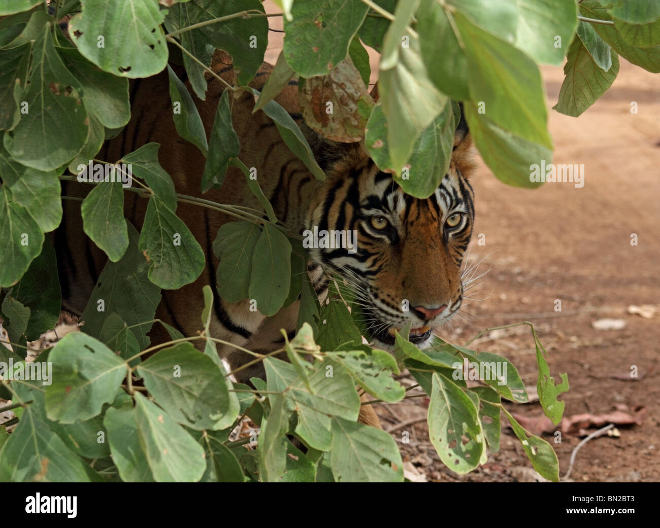 Tiger hiding behind green leaves hi-res stock photography and images ...