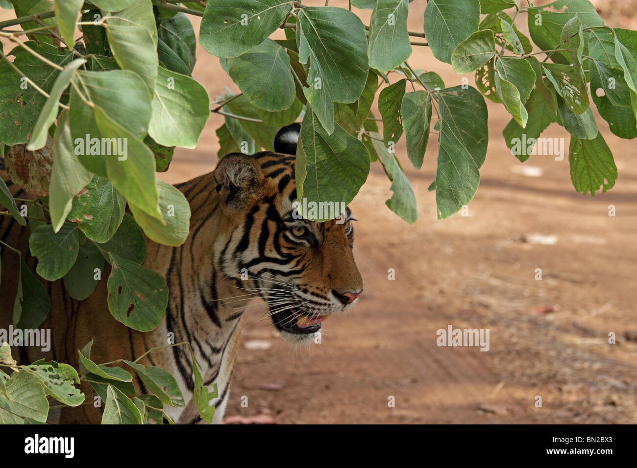 Tiger hiding behind green leaves hi-res stock photography and images ...