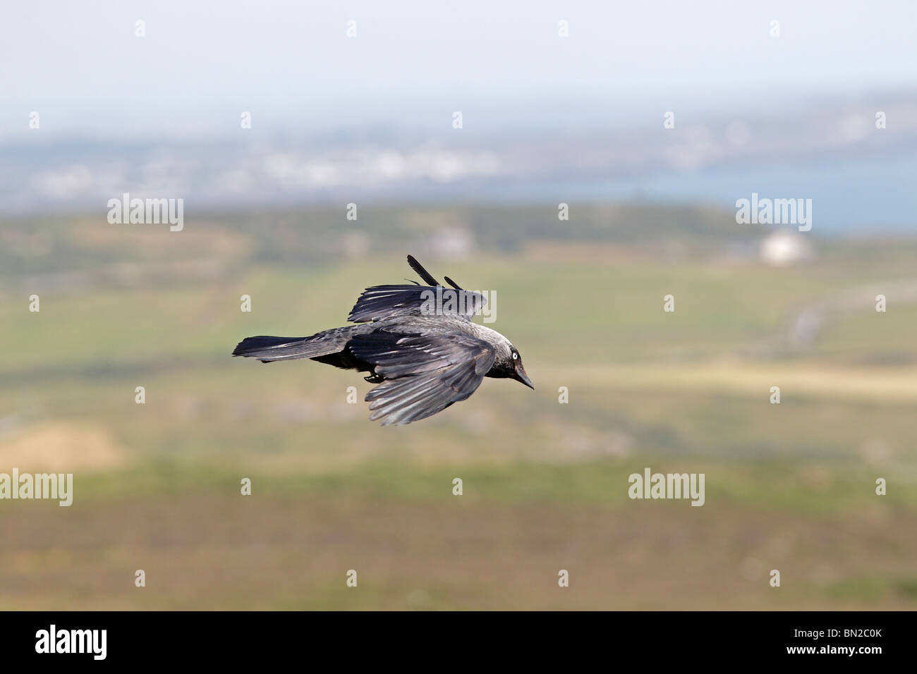 Jackdaw in flight Stock Photo - Alamy