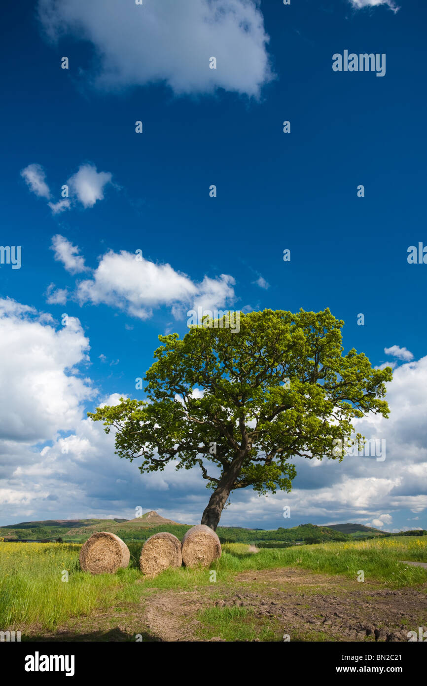 Bails of hay under a single tree and dramatic sky with Roseberry ...