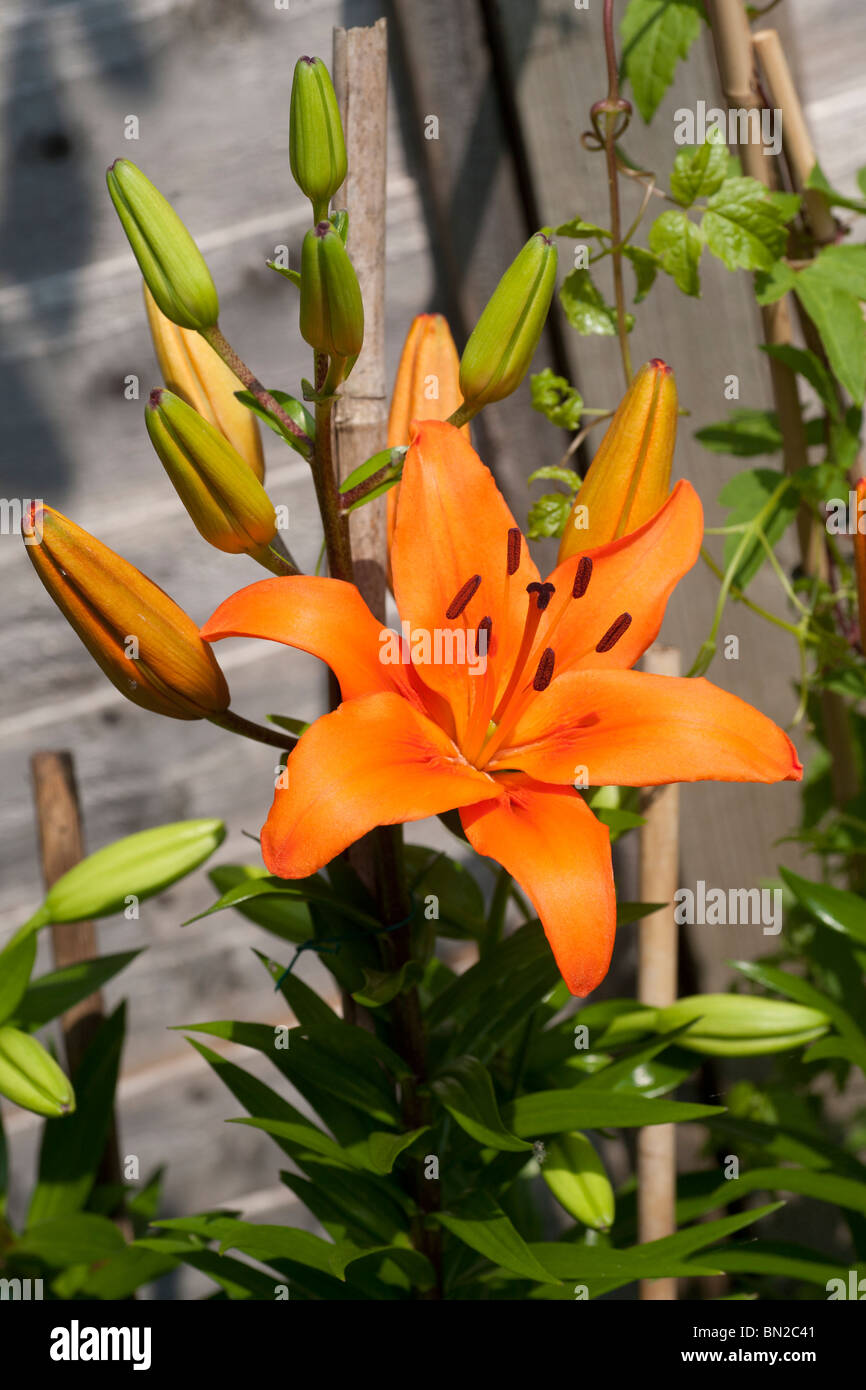 Orange Lilies High Resolution Stock Photography and Images - Alamy