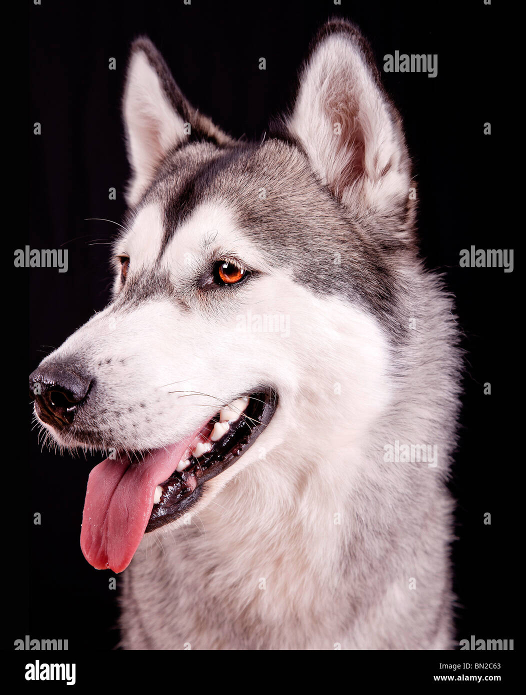 Huskey hi-res stock photography and images - Alamy