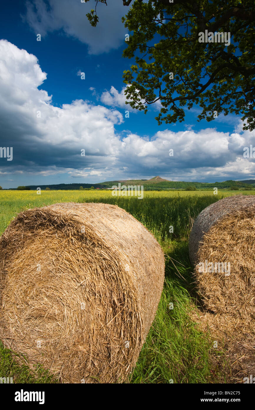 Bails of hay under a single tree and dramatic sky with Roseberry ...