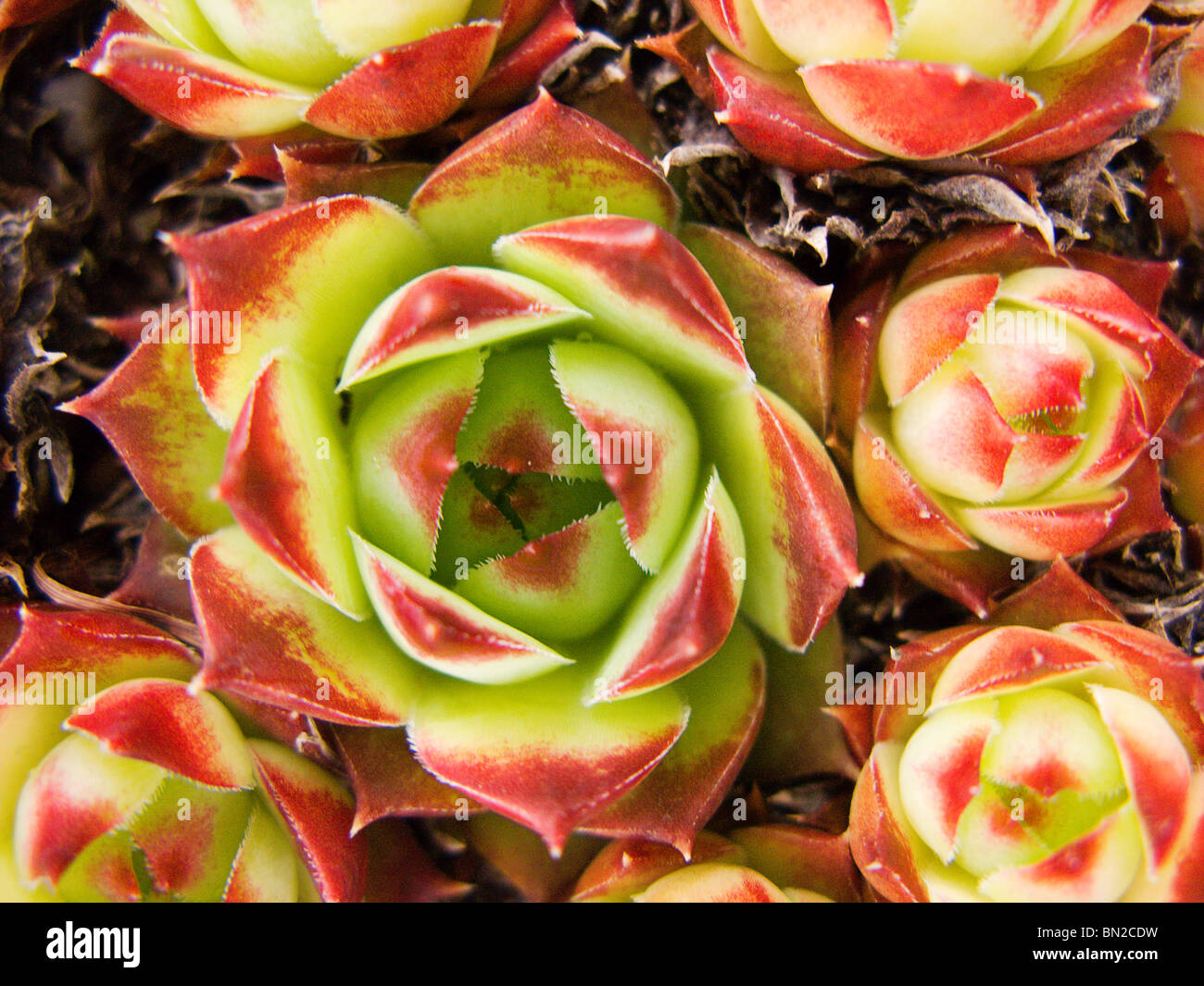 back ground image of garden plant from above Stock Photo - Alamy