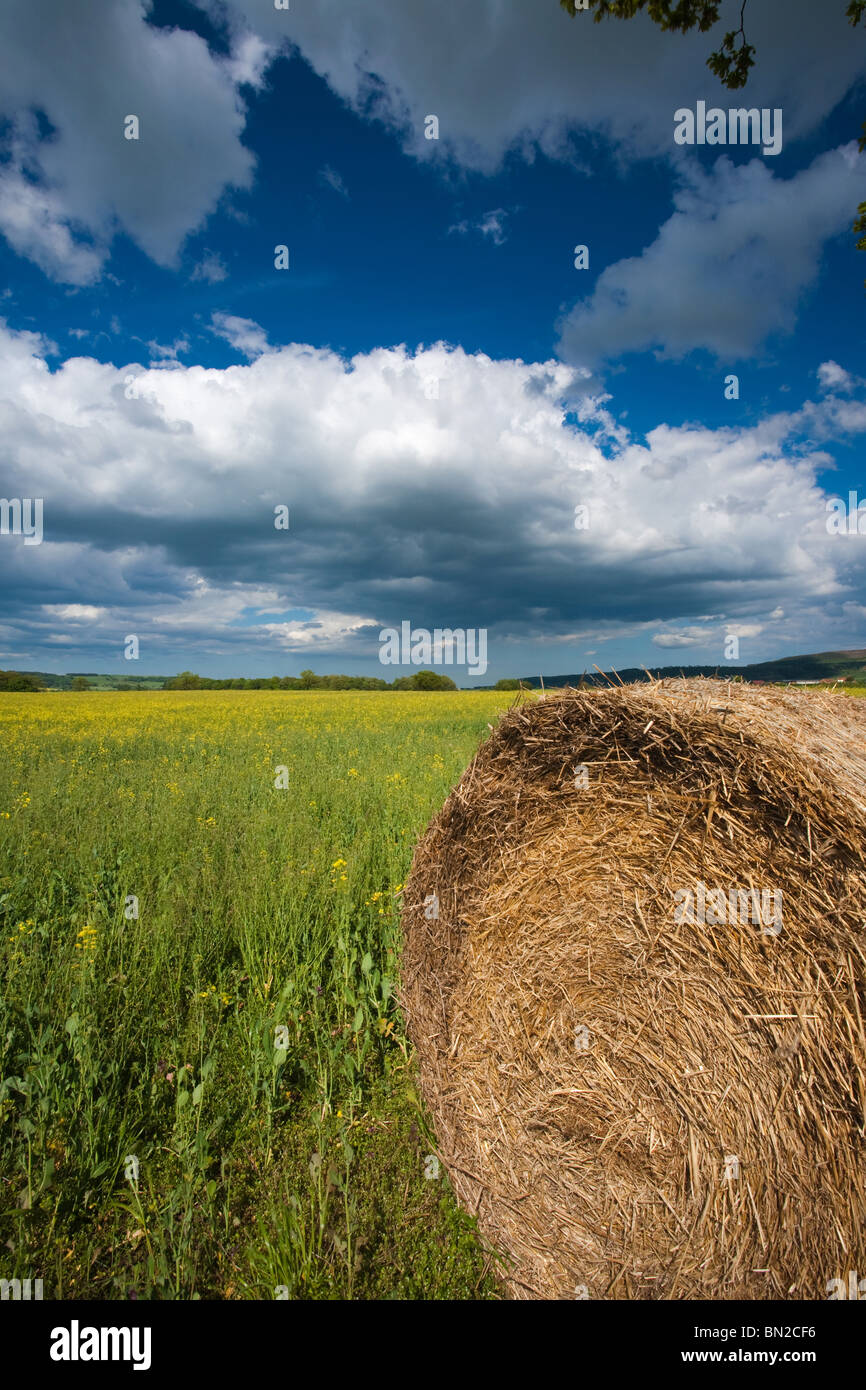 Bails of hay under a single tree and dramatic sky in Middlesbrough ...
