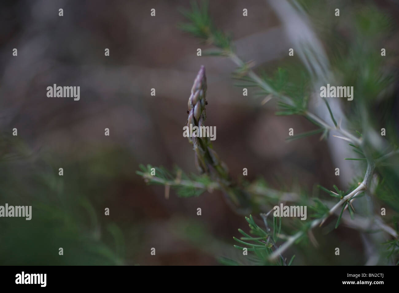 Wild asparagus grows in the forest in Prado del Rey, Cadiz province ...