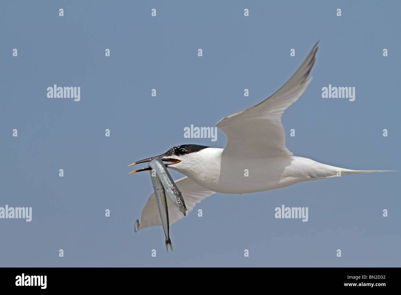 Sandwich Tern in flight with food Stock Photo - Alamy