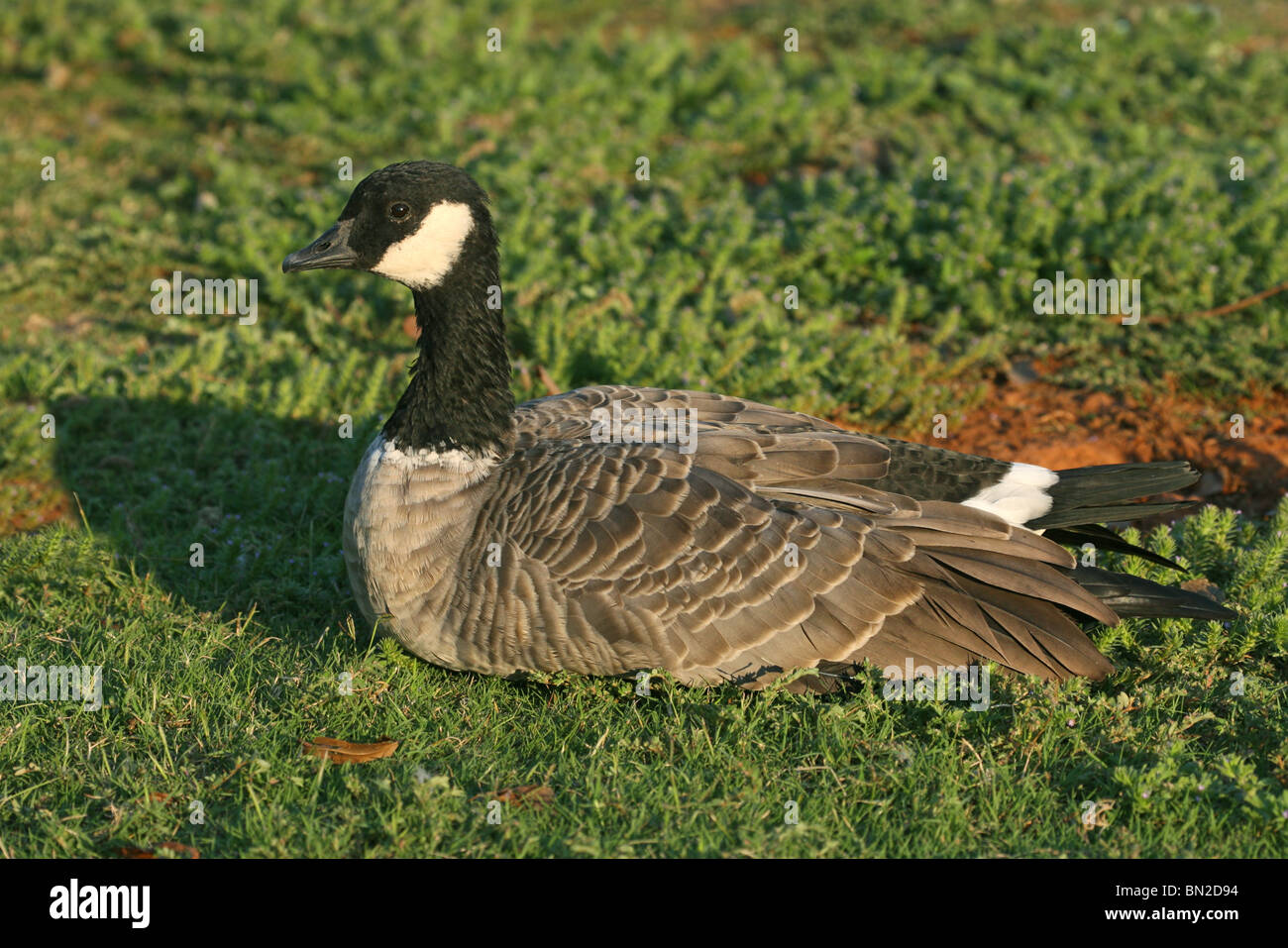 Flying cackling goose hi-res stock photography and images - Alamy