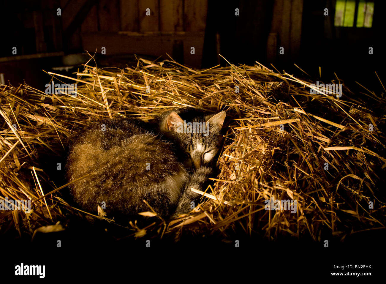 Cat sleeping on hay in a barn Stock Photo - Alamy