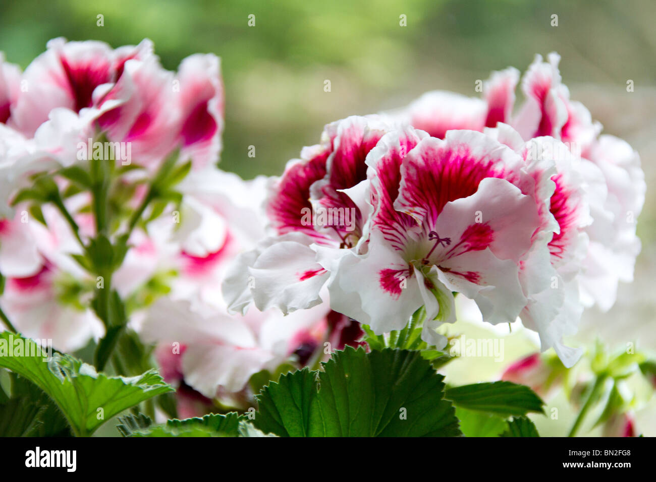Pink and white flowers of the Royal Geranium in bloom Stock Photo - Alamy