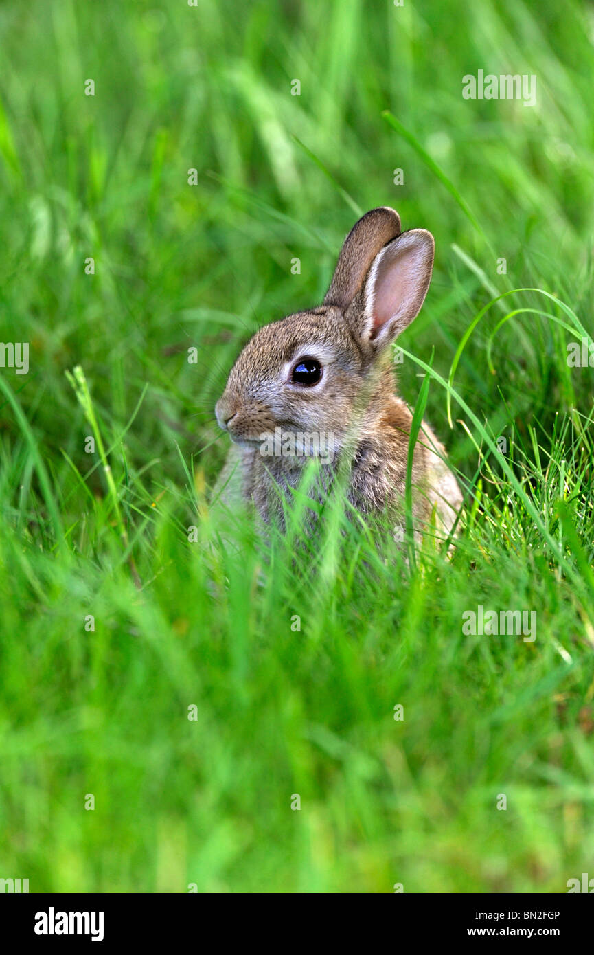 Rabbit (Oryctolagus cuniculus Stock Photo - Alamy