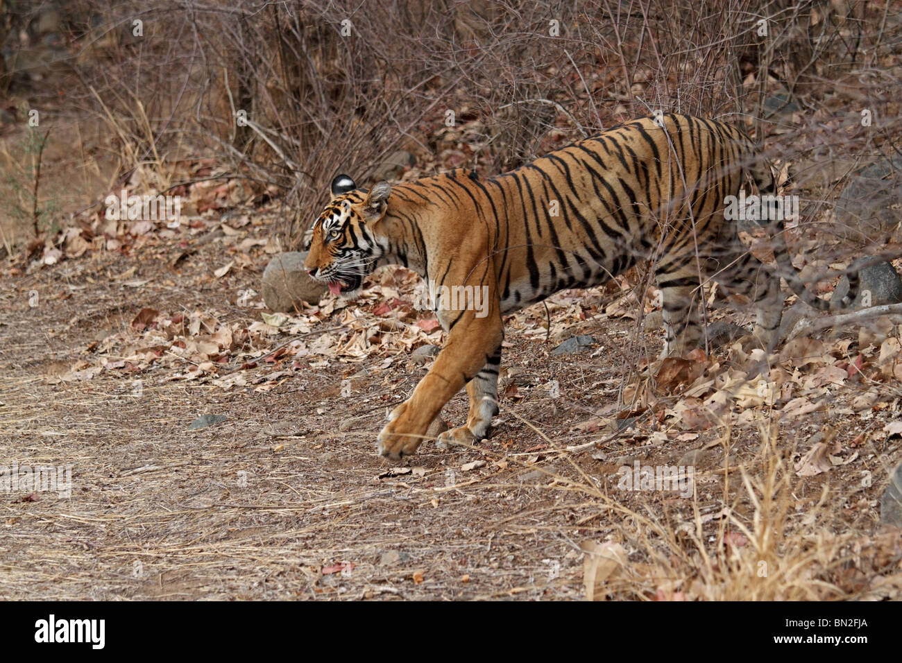 Tiger coming out in open from the bushes in Ranthambhore National Park ...
