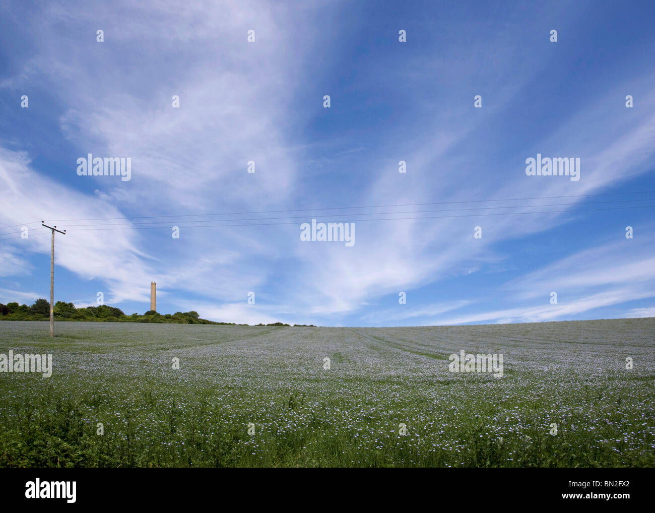 Linseed Oil Plants High Resolution Stock Photography and Images - Alamy