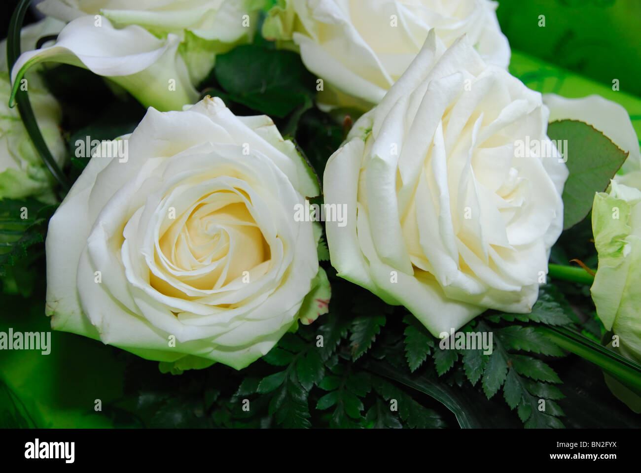White and green foliage hi-res stock photography and images - Alamy