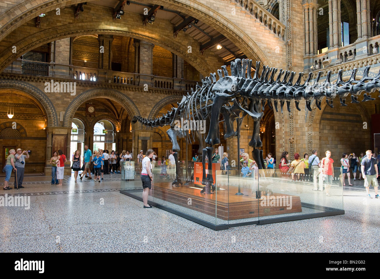 Diplodocus skeleton in the main central hall of the Natural History ...