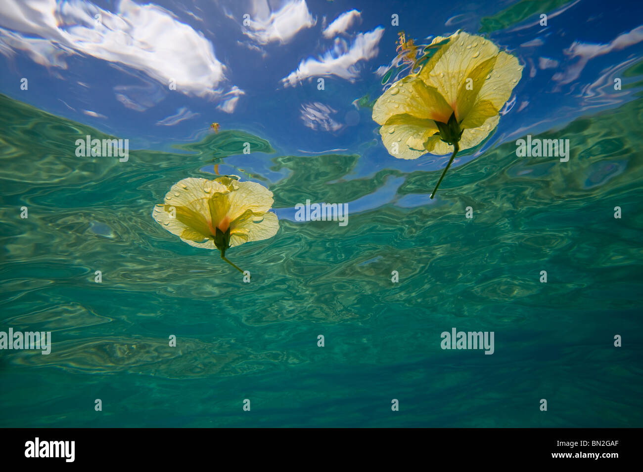 Pictures Of Flowers At The Ocean