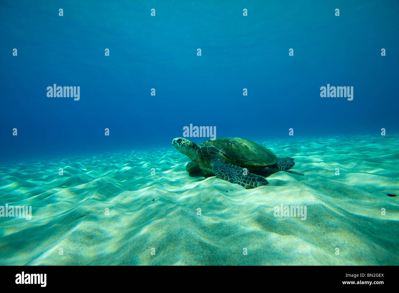 A Hawaiian Green Sea Turtle rests on the sand underwater Stock Photo ...