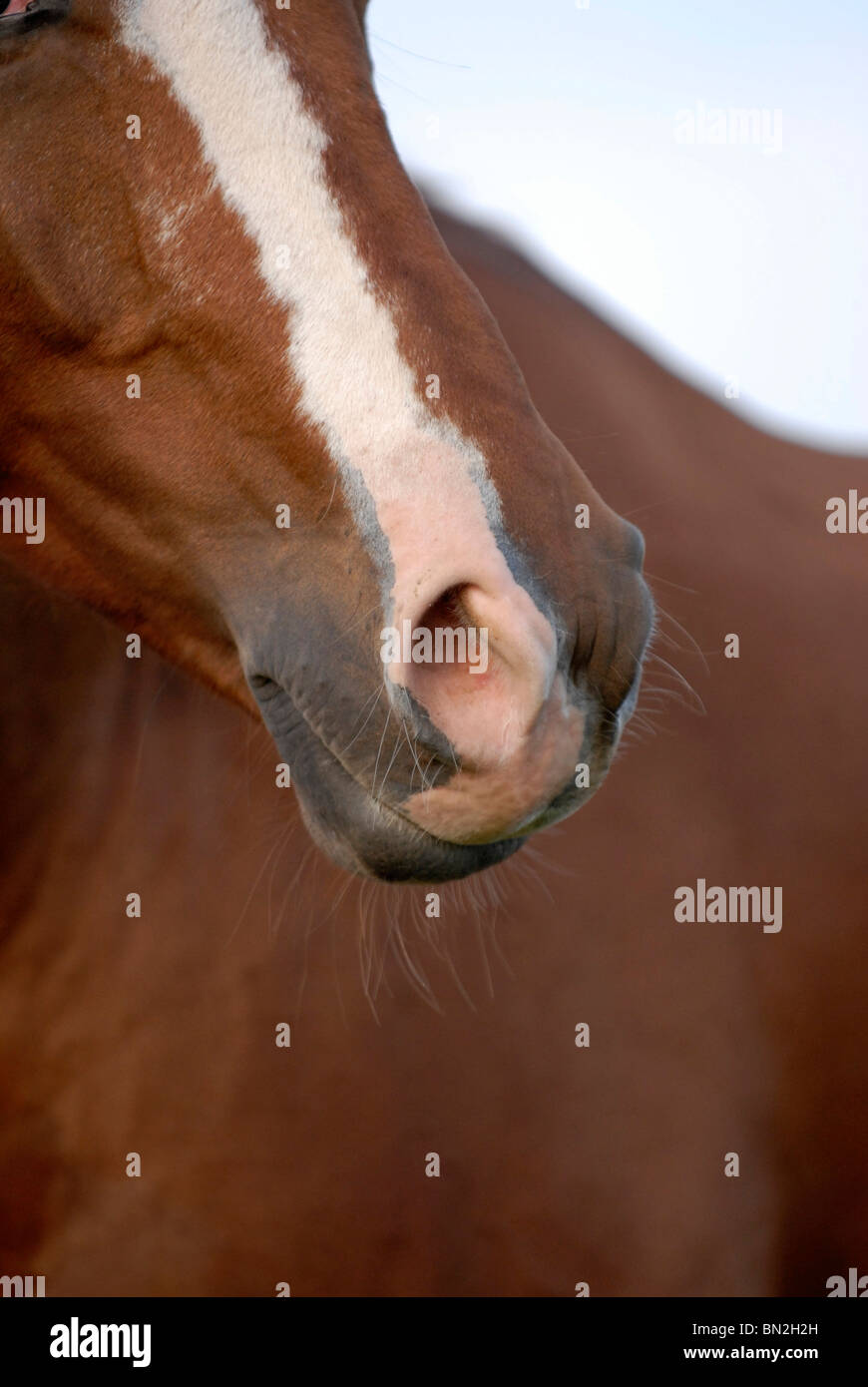 Horsemouth hi-res stock photography and images - Alamy