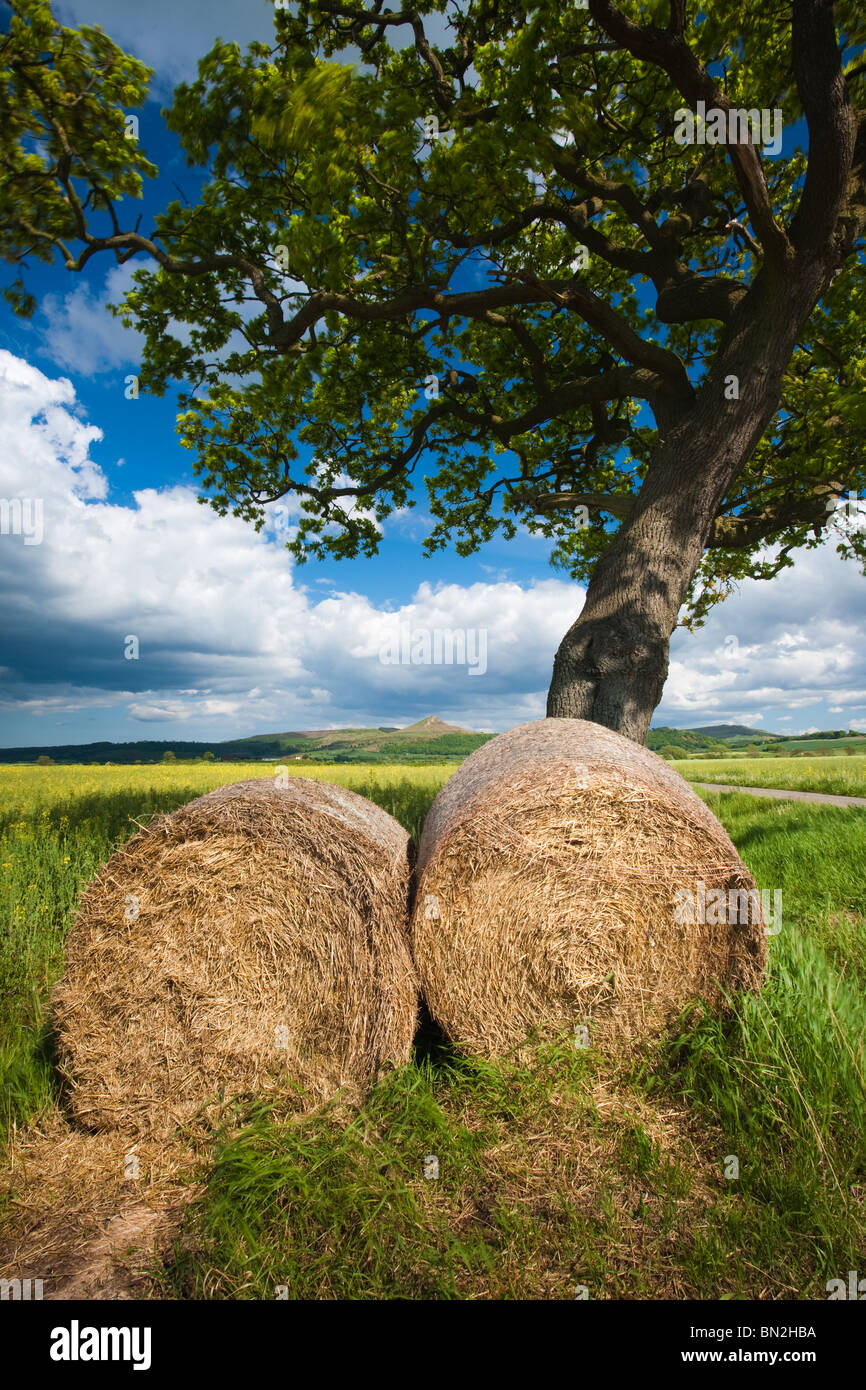 Bails of hay under a single tree and dramatic sky with Roseberry ...