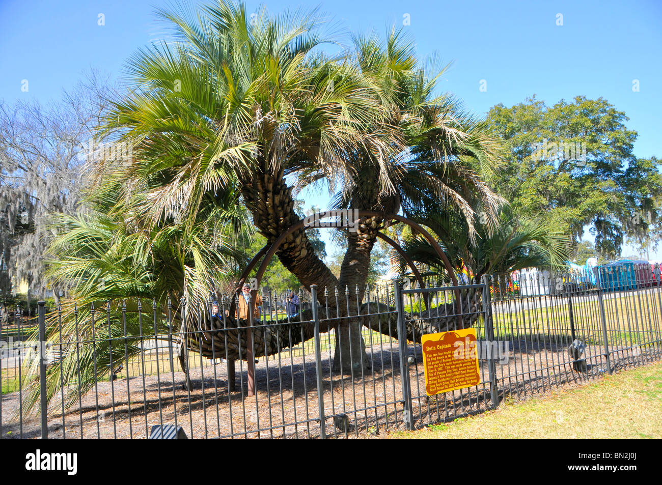 Butia Capitata Pindo Palm Tree Panama City Florida the only known such ...