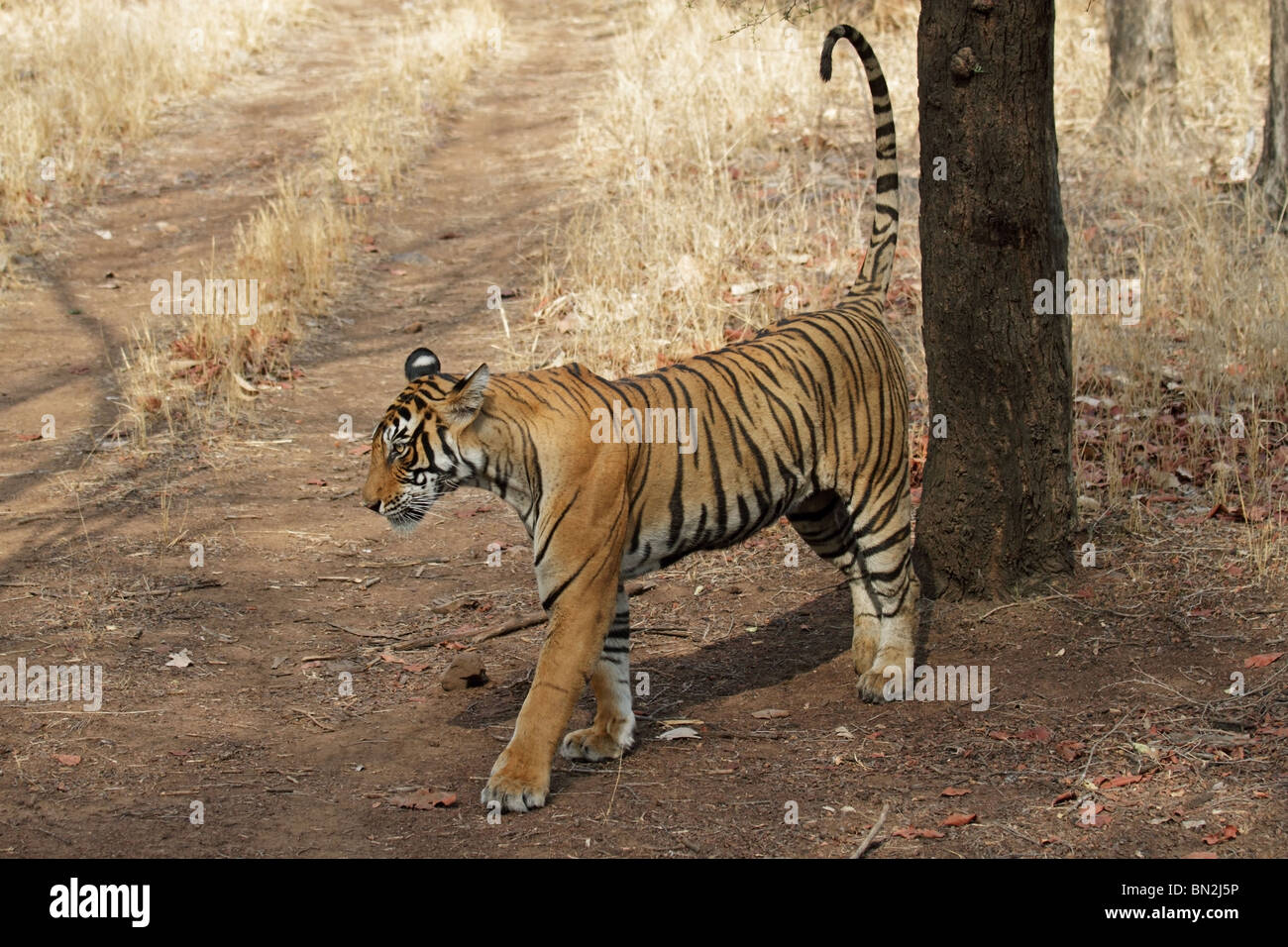Tiger spray marking its territory in Ranthambhore National Park, India ...