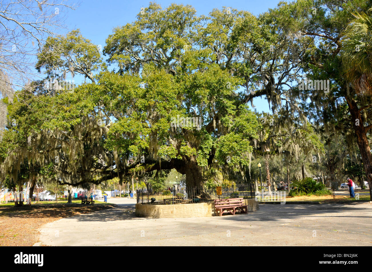 Heritage Oak Tree Panama City Florida 250 years old Stock Photo - Alamy