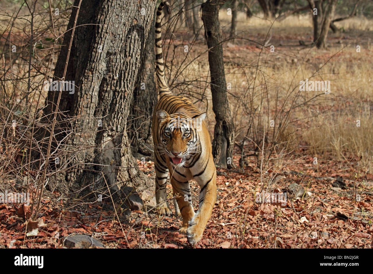 Tiger spray marking its territory in Ranthambhore National Park, India ...
