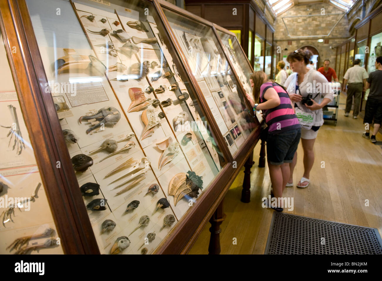Museum display case hi-res stock photography and images - Alamy