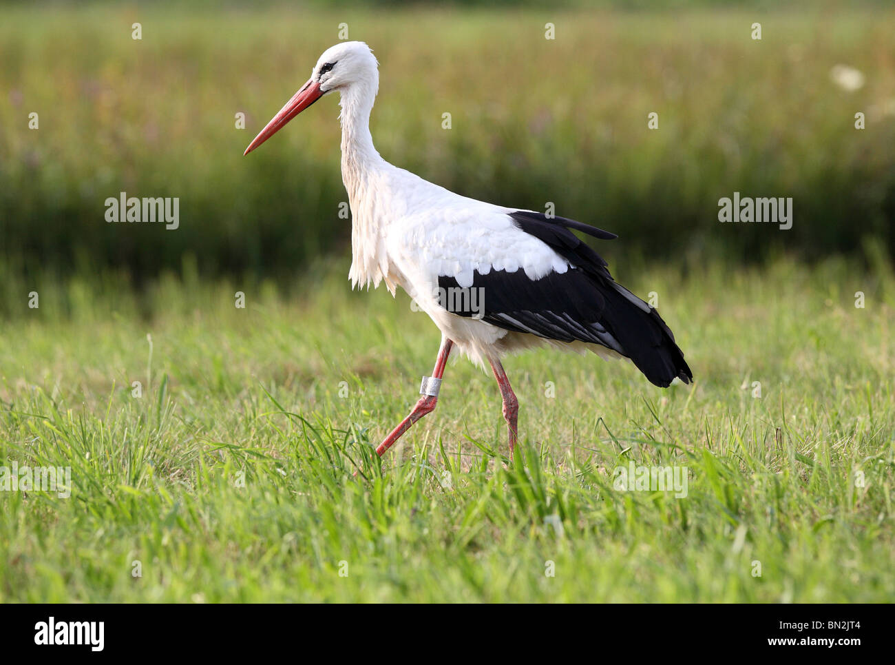 Red stork hi-res stock photography and images - Alamy