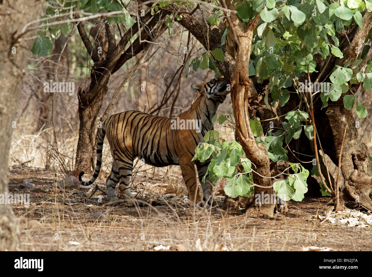 Tiger sniffing for the smell of any intruder in Ranthambhore National ...