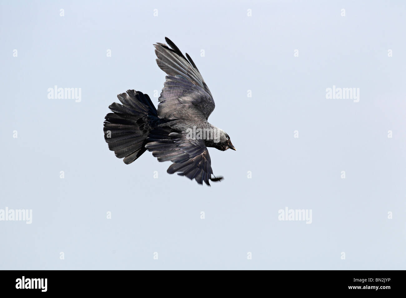 Jackdaw Flying High Resolution Stock Photography and Images - Alamy