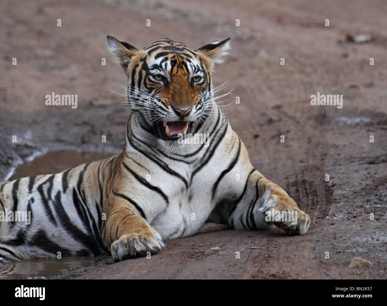 Indian tiger nose hi-res stock photography and images - Alamy