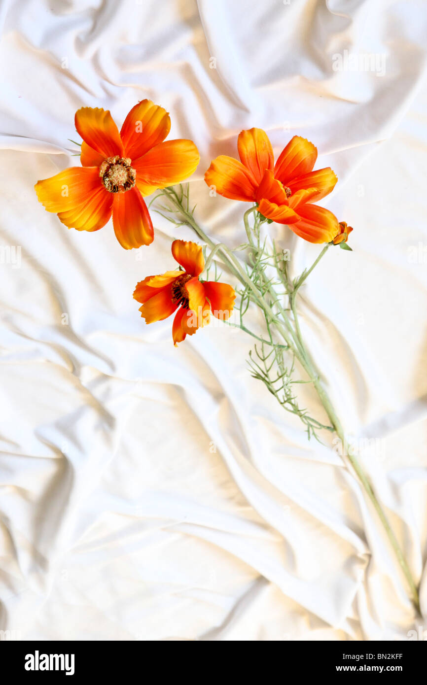 Silk flower on white background Stock Photo - Alamy