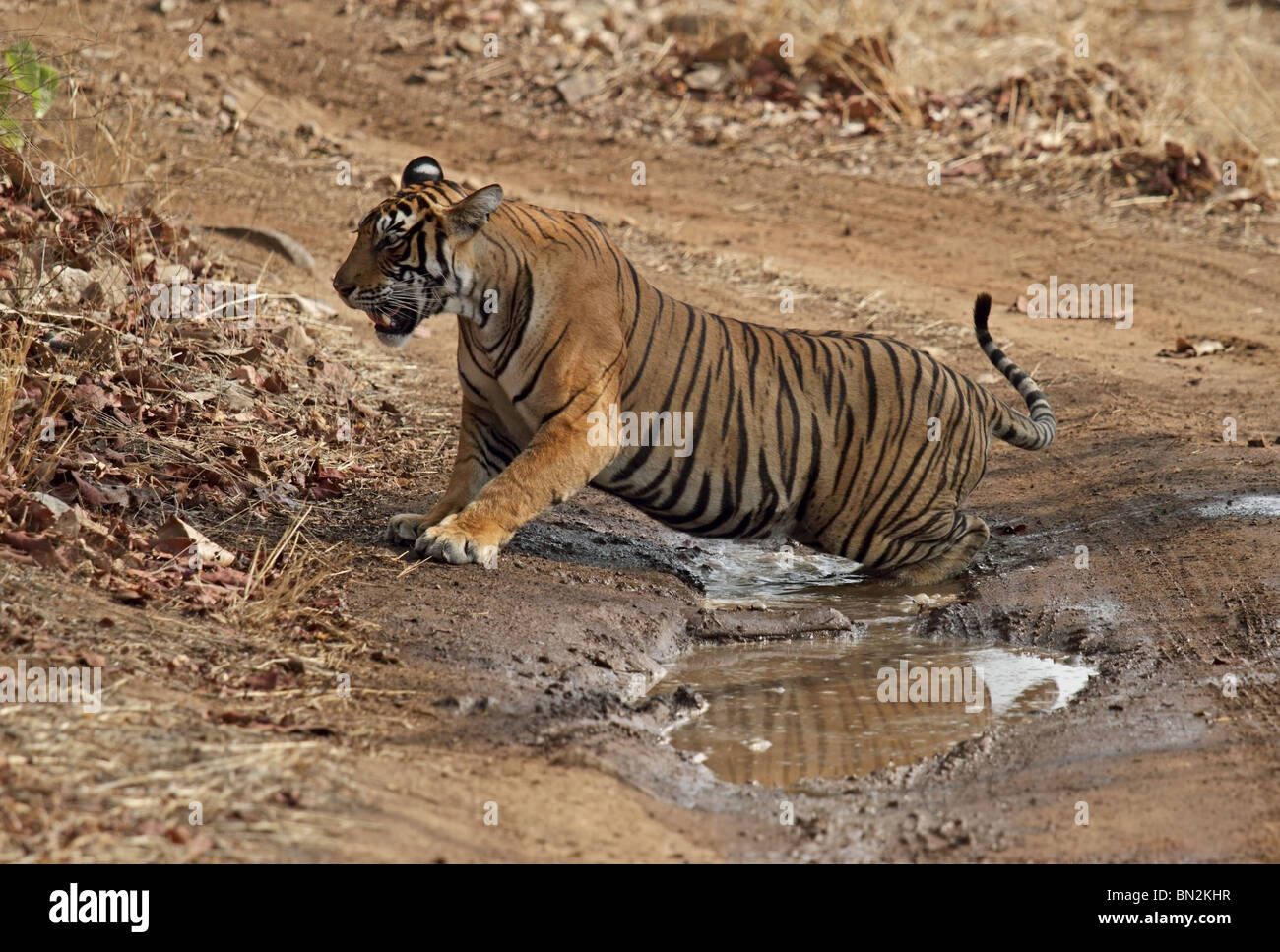 Jungle water hole hi-res stock photography and images - Alamy