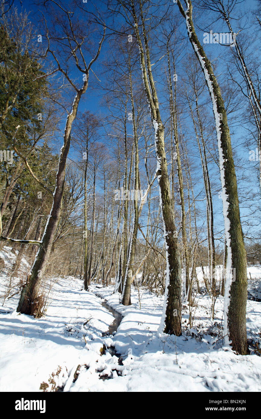 Alder Trees In Winter High Resolution Stock Photography and Images - Alamy